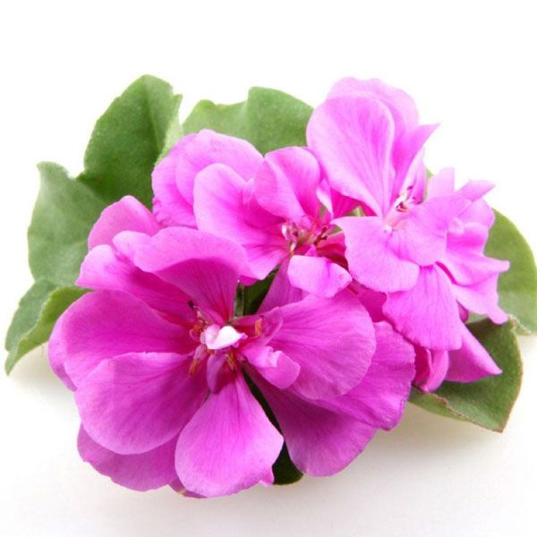 GERANIUM OIL