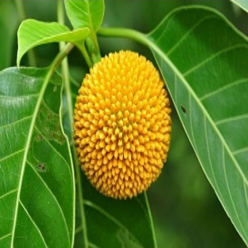 Natural Indian Attar Manufacturer|Natural attars|suppiler of Natural ...